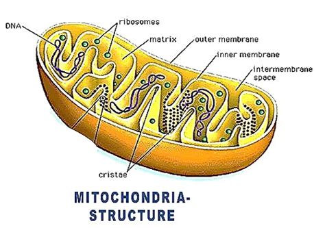 Mitochondria Diagram