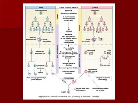 Sex Determination Gametogenesis Male Reproduction Ppt Download