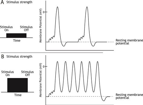 Action Potentials – Foundations Of Neuroscience