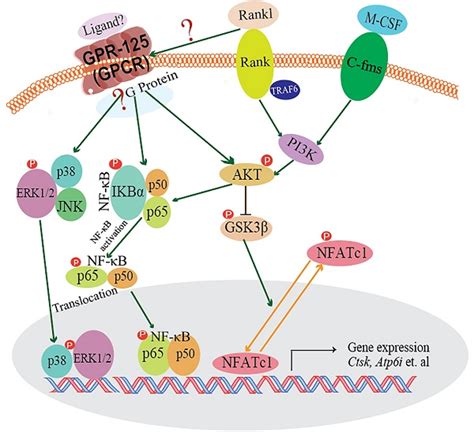 Gpr125 Positively Regulates Osteoclastogenesis Potentially Through Akt