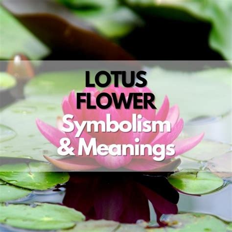 Lotus Flower Symbolism Meanings And History Symbol Genie