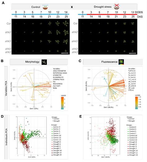 Measurement Of Morphological And Fluorescence Parameters In Wild Type
