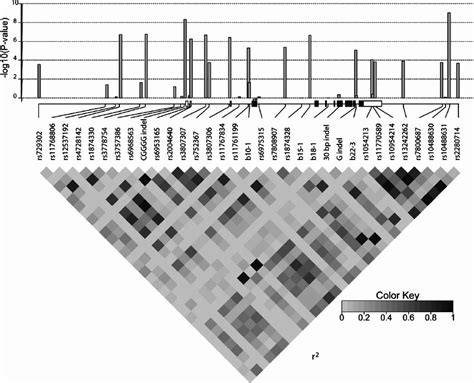 Schematic View Of The Irf5 Gene With All Successfully Genotyped Snps