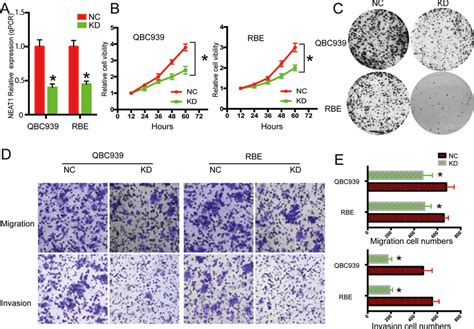Knockdown Of Neat1 Significantly Inhibited Cell Proliferation