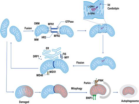 Frontiers The Role Of Circadian Clock Controlled Mitochondrial