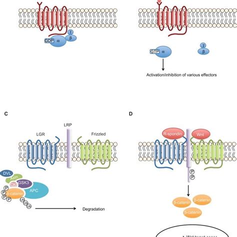 Signaling Pathway Receptors