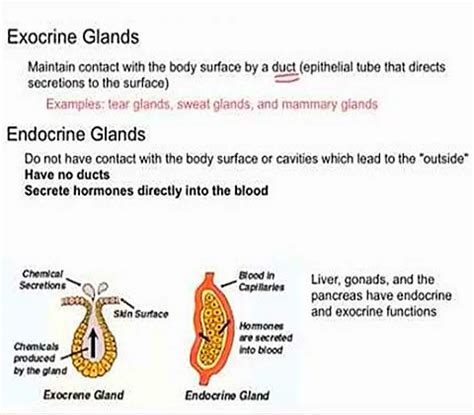 Exocrine Gland