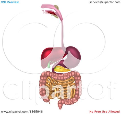 Clipart Of A D Diagram Of The Human Digestive System Digestive Tract