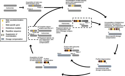 the dynamic cycle and multiple pathways of sex chromosome download