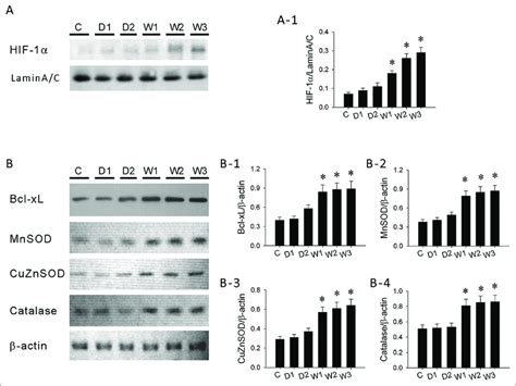 Effect Of Hypoxic Preconditioning On Nuclear Hypoxia Inducible