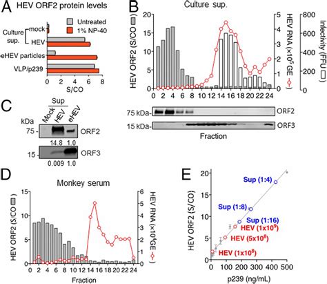 Origin Antigenicity And Function Of A Secreted Form Of Orf2 In
