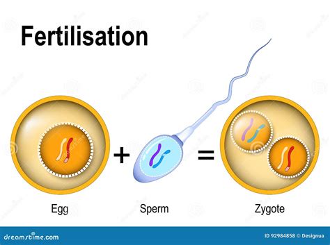 Fusion Of Two Haploid Gametes To Form A Diploid Zygote Stock Vector