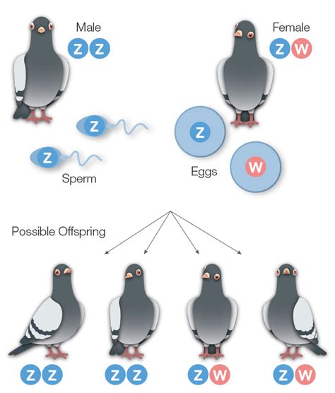 solved the sex chromosomes in birds are designated z and
