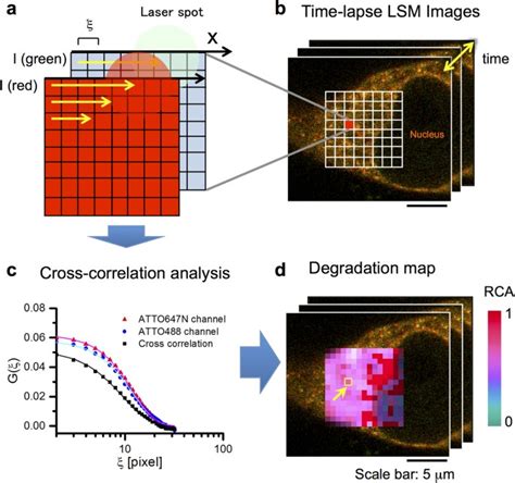 raster image cross correlation analysis for spatiotemporal