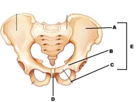 Coxal Bone Flashcards Quizlet