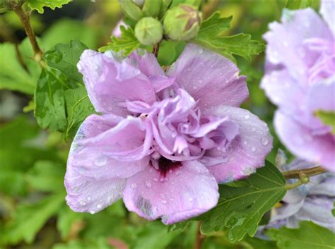 Minerva Rose Of Sharon Althea Next Generation Landscape Nursery