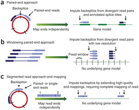 Detecting And Characterizing Circular Rnas Rna Seq Blog