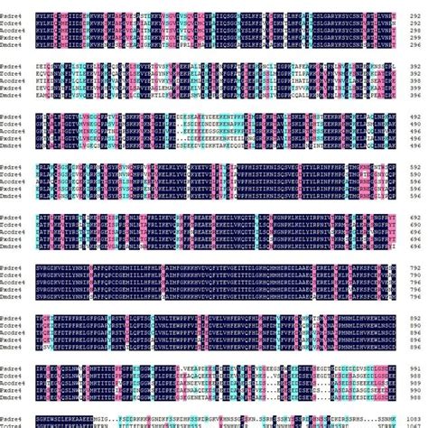 multiple sequence alignments showing the sequence similarities between