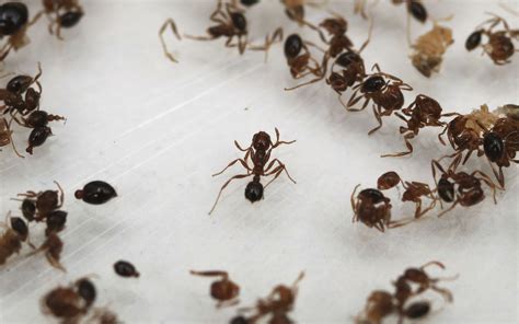 evacuate the sandbox japan is freaking out about fire ants wsj