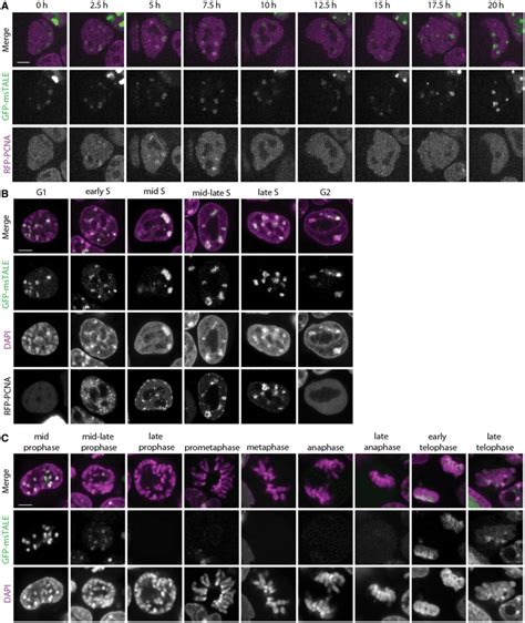 Cell Cycle Dependent Distribution Of Gfp Mstale A Live Cell Imaging