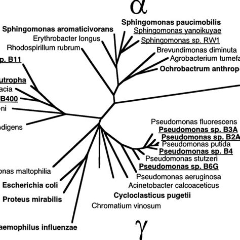 Phylogenetic Tree Of Proteobacteria Based On 16s Rdna Sequences α β