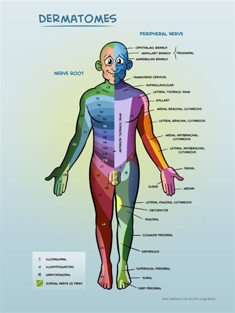 Dermatomes Anatomy Chart