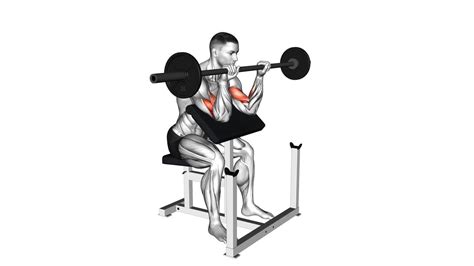 Barbell Reverse Preacher Curl Ultimate Guide And Tips