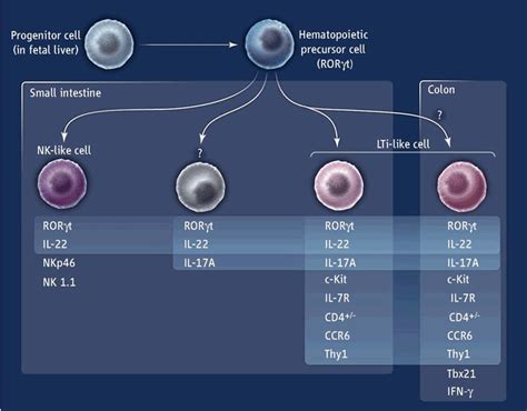 Innate Lymphoid Cell Relations Science