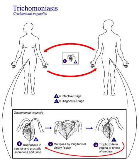 Public Domain Picture This Is An Illustration Of The Life Cycle Of