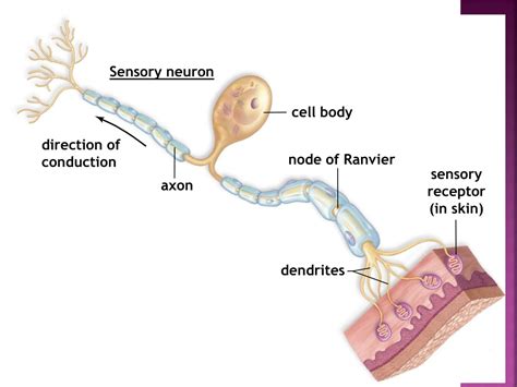 Ppt Nervous System Powerpoint Presentation Free Download Id 9735194