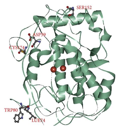 Binding Structure Of Mushroom Tyrosinase And Inhibitors A Arbutin