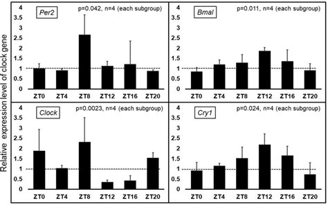 Relative Mrna Expression Level Of Clock Genes In The Scn After