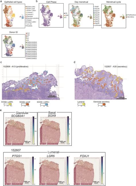 Spatio Temporal Regulation Of Epithelial Cells A Umap Uniform