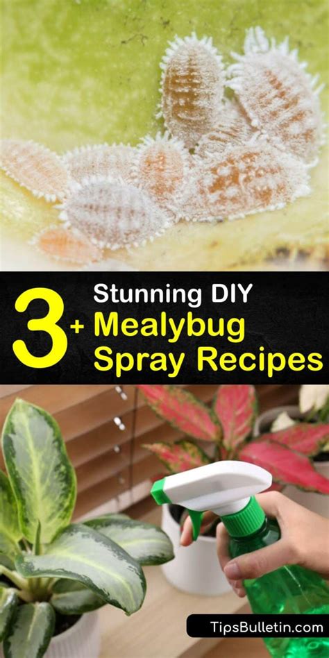 Natural Pest Remedies Diy Mealybug Sprays