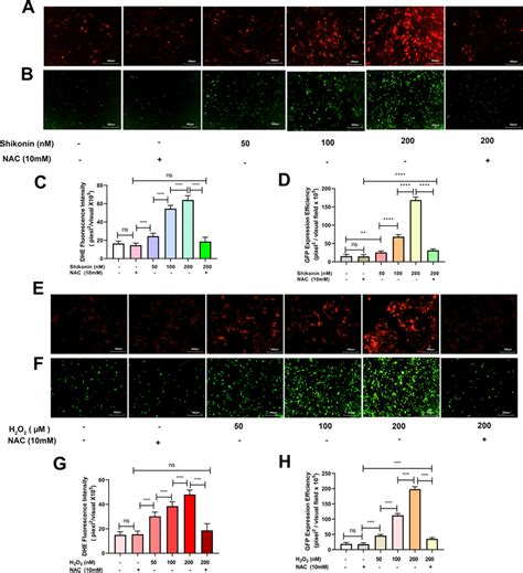 Depletion Of Ros Reduced Raav2 Transduction Efficiency In Hela Cells