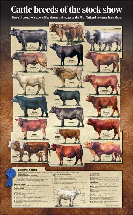 Livestock Judging Showing Livestock Cattle Farming Cattle Ranching