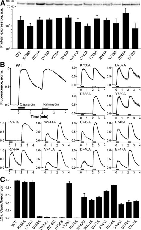 Expression And Responses To Capsaicin Of Trpv1 Mutants A Top