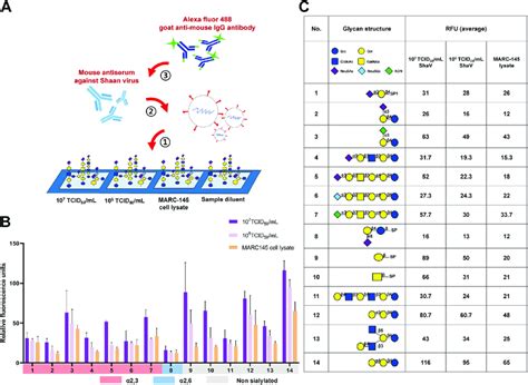 A Schematic Illustration Of Sandwich Based Glycan Microarray Shav Of