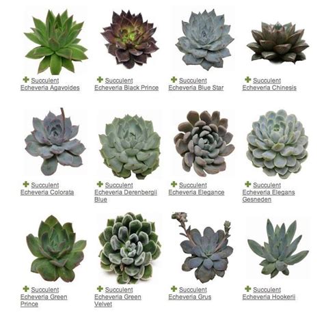 Types Chart Identify Succulent Plants
