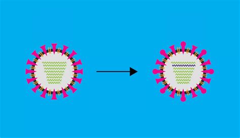 How Do Viruses Mutate And What It Means For A Vaccine Pfizer