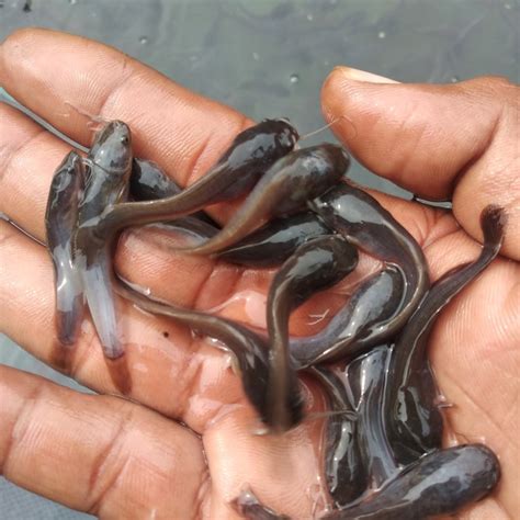 Berat Ikan Lele Ukuran 5 7cm Ilmu