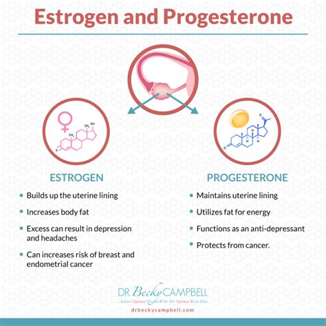 Estrogen And Progesterone Dr Becky Campbell