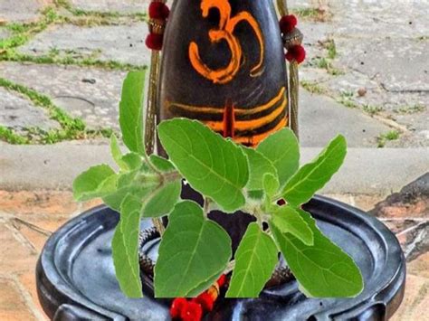 Tulsi Shivling Niyam तुलसी के पौधे के साथ गलती से भी न रखें भगवान शिव