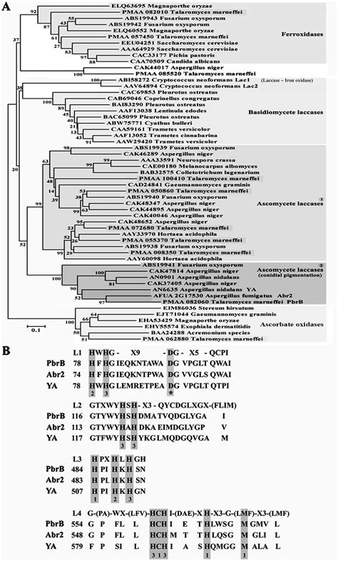 Phylogenetic Analysis And Partial Sequence Alignment A Putative