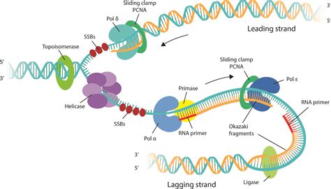 dna replication dna worksheet science worksheets biology lessons