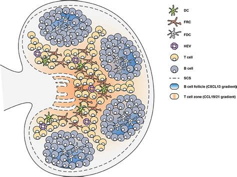 Frontiers Regulation Of The Germinal Center Response