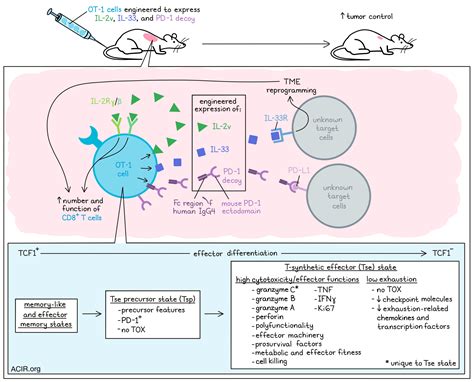 Tumor Reactive T Cells Engineered To Not Get Exhausted After Adoptive
