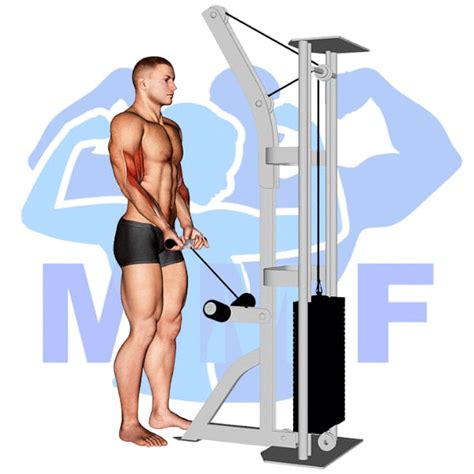Close Grip Cable Curls Your Guide To This Outstanding Bicep Exercise