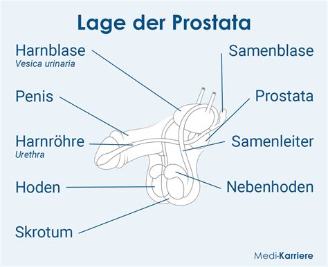 Prostata Anatomie Diagnostik Und Therapie Medi Karriere