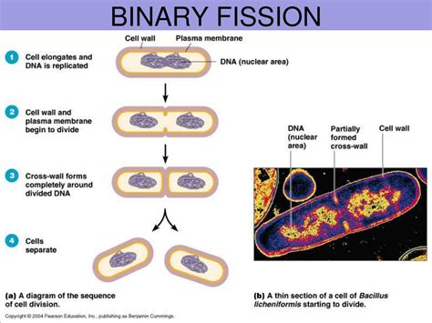 Ppt Chromosomes Binary Fission Mitosis Cancer Powerpoint Presentation